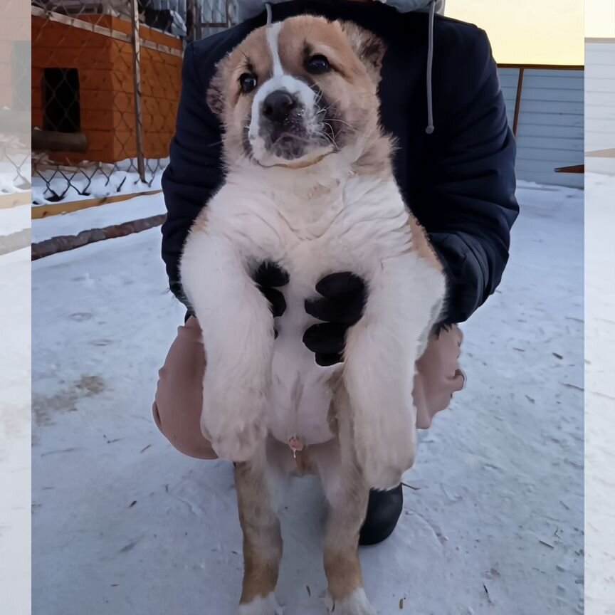 Среднеазиатская овчарка, щенок