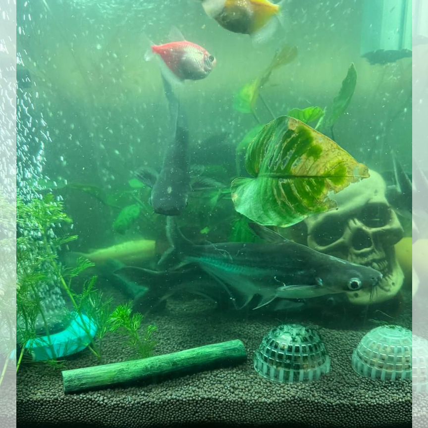 Крупная аквариумная рыба