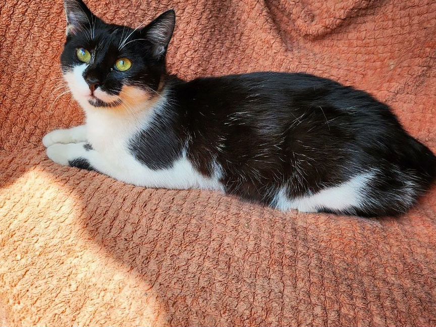 Котик ищет дом