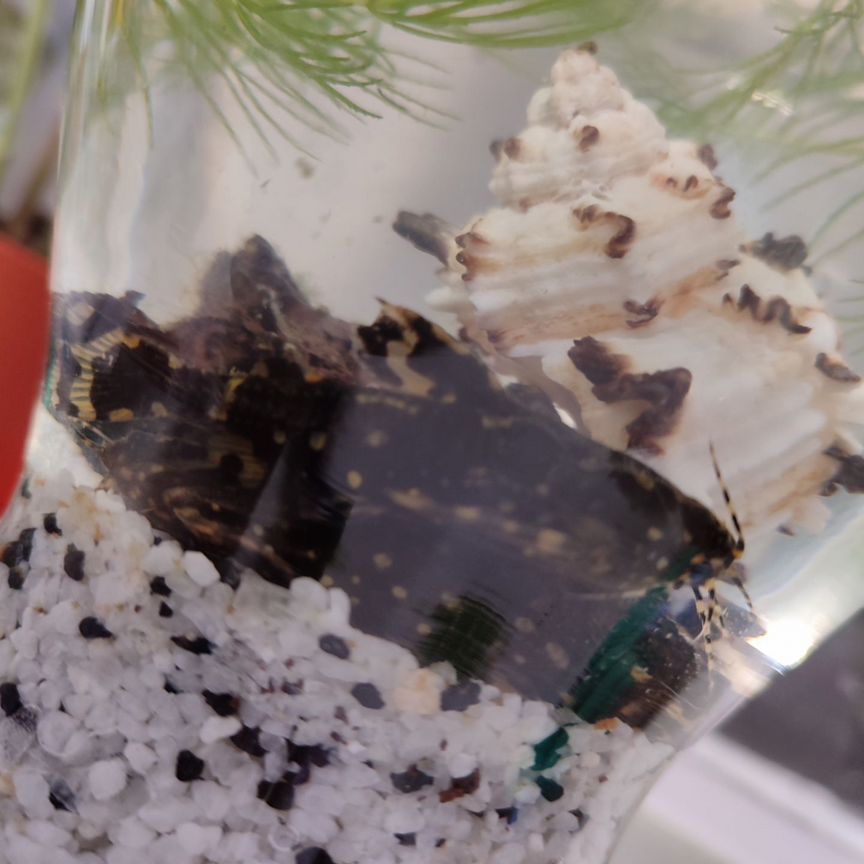 Сомики агамикс