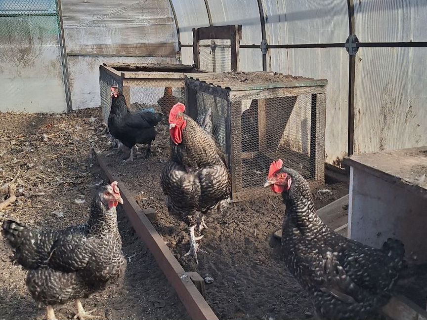 Куры домашние