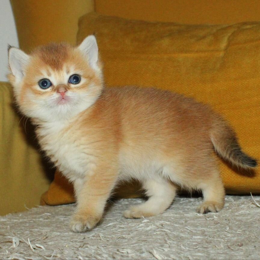 Британский короткошёрстный котёнок