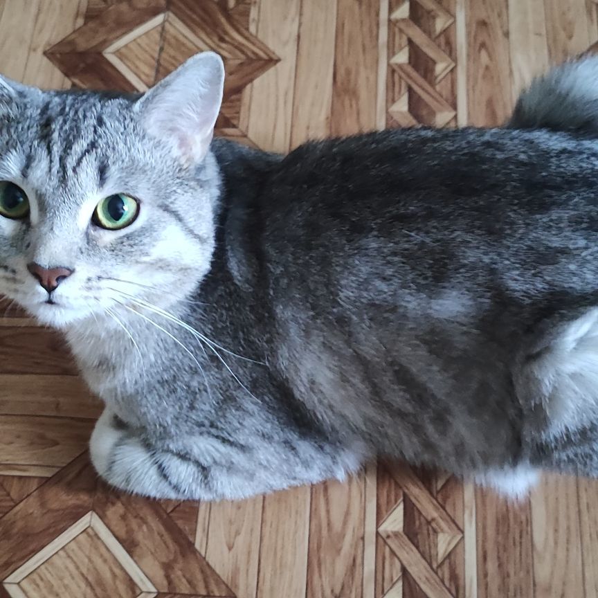 Красавец в добрые руки