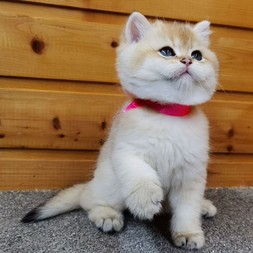 Чудесная британская кукла