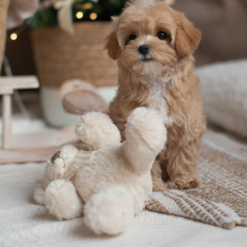 Мальтипу, щенок