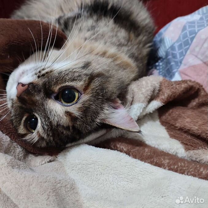 Пушистая крошка в добрые руки