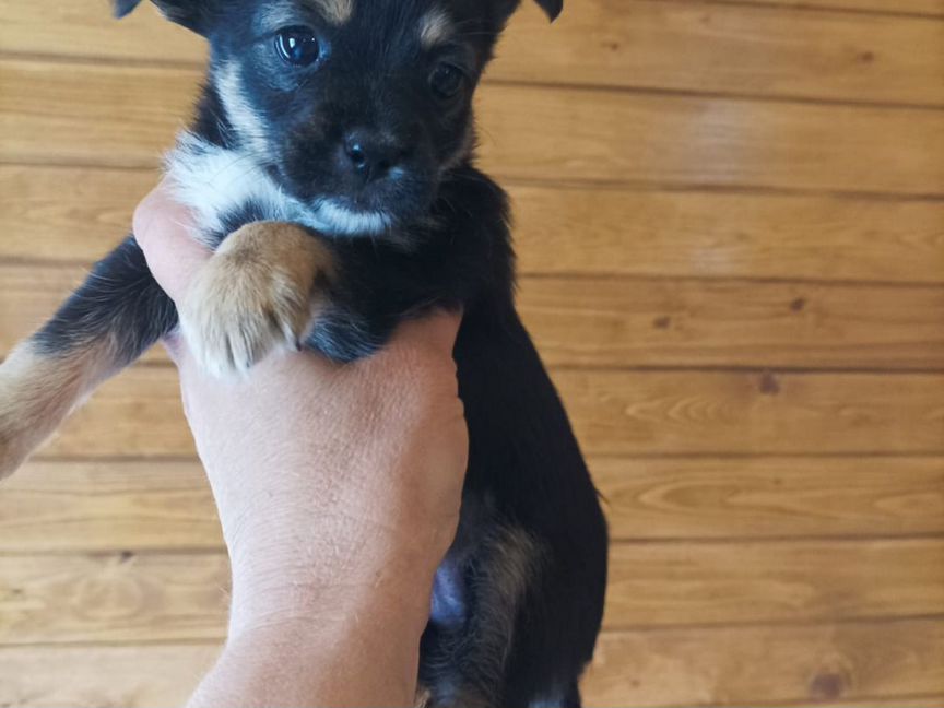 Собачки декоративные