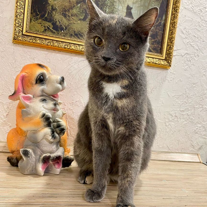 Кошка в добрые руки