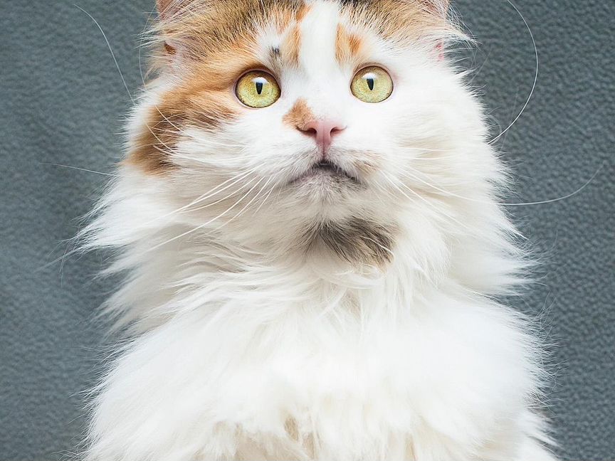 10 лет кошке, ищем дом
