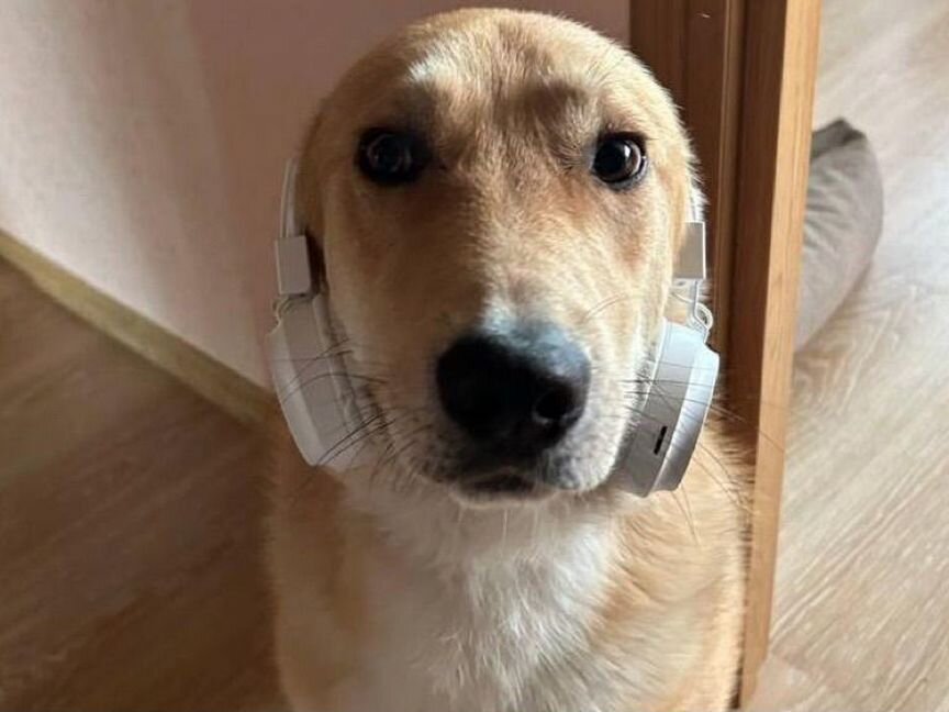 Ник, чудо -собака