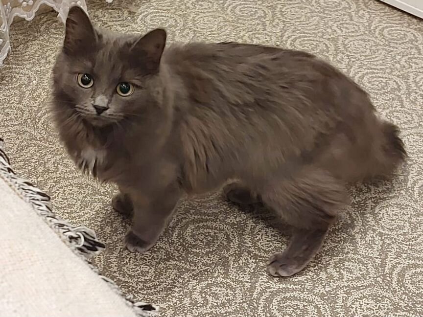 Замечательная кошечка Лукерья ищет любящую семью