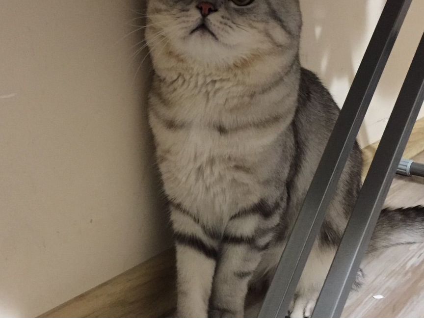 Шотландский вислоухий кот