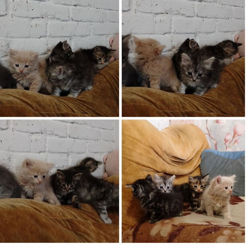 Котята