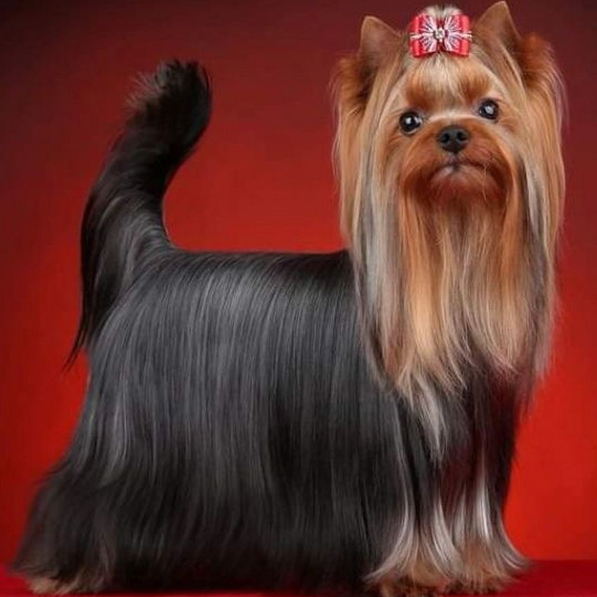 Йоркширский терьер, щенок