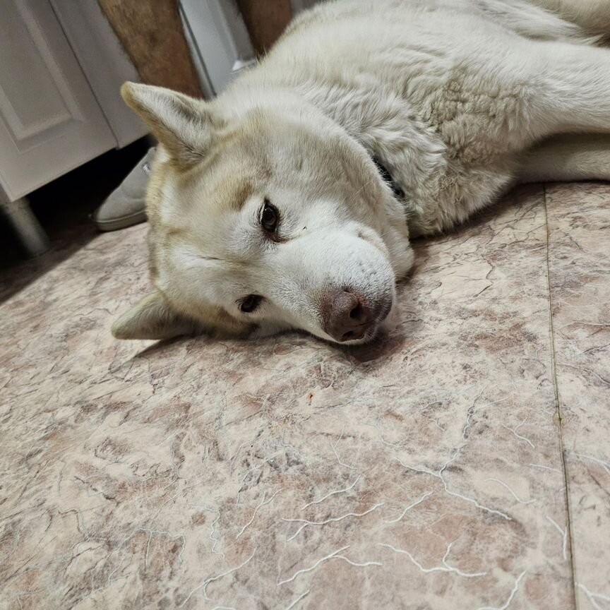 Сибирский хаски, щенок