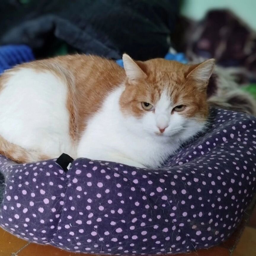 Кошка в добрые руки бесплатно