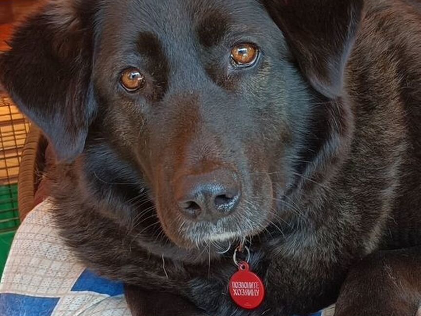 Черная собачка Машенька в добрые руки