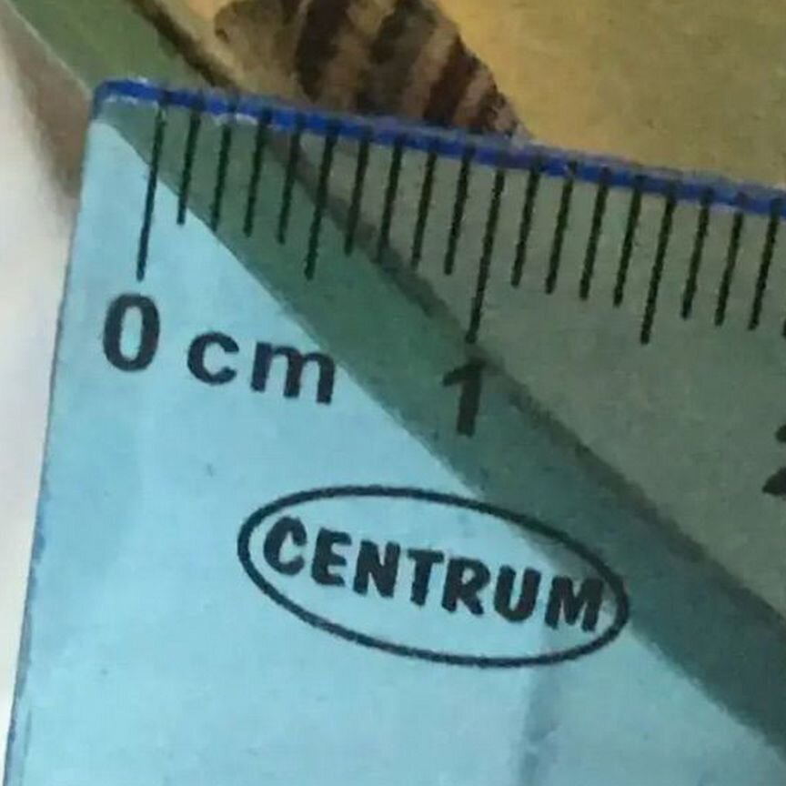 Улитка хилена