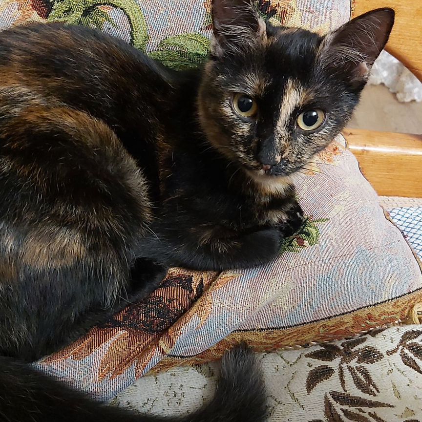 Отдам в добрые руки котенка