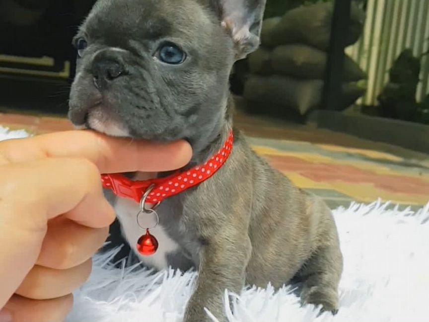 Французский бульдог голубой тигр