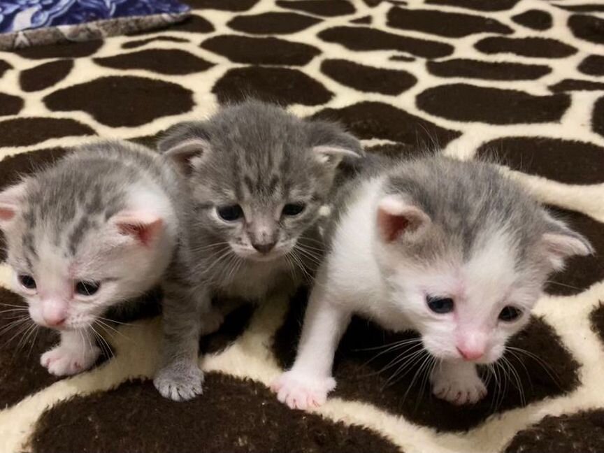 Котята в добрые руки