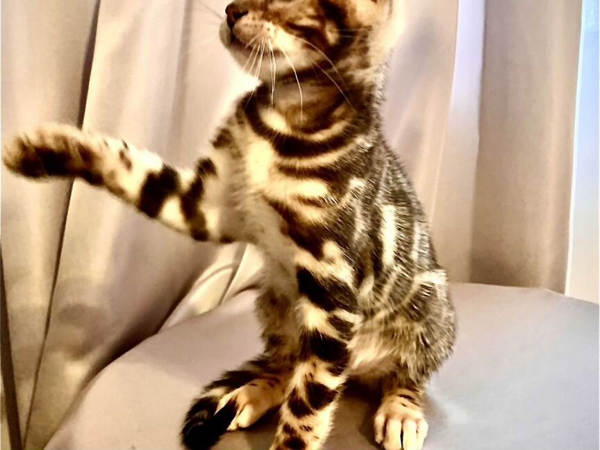 Бенгальские котята