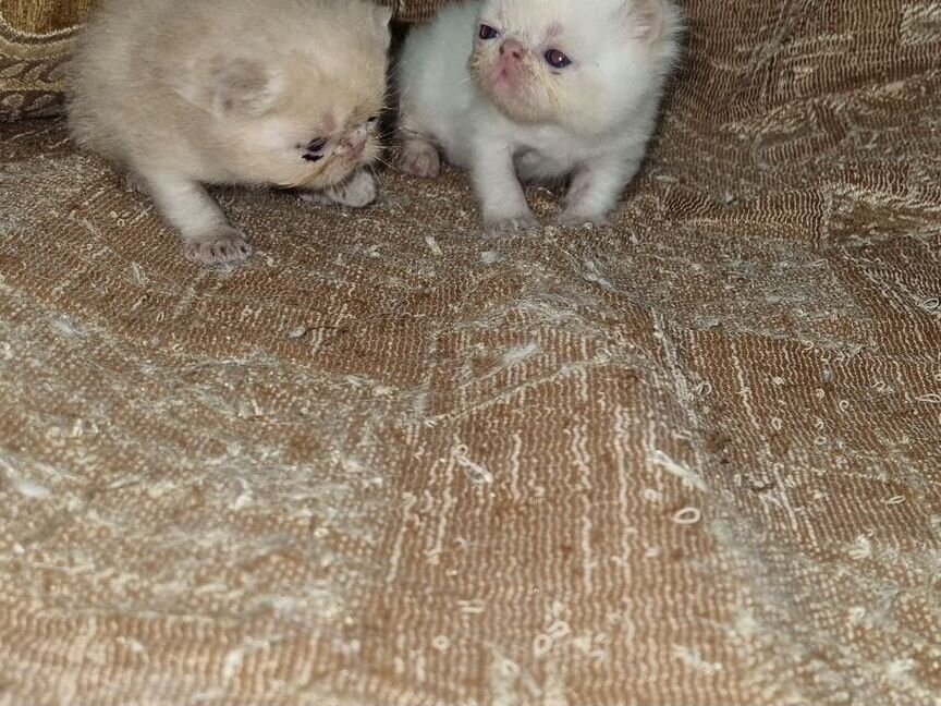 Котята