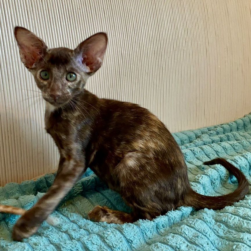 Ориентальная