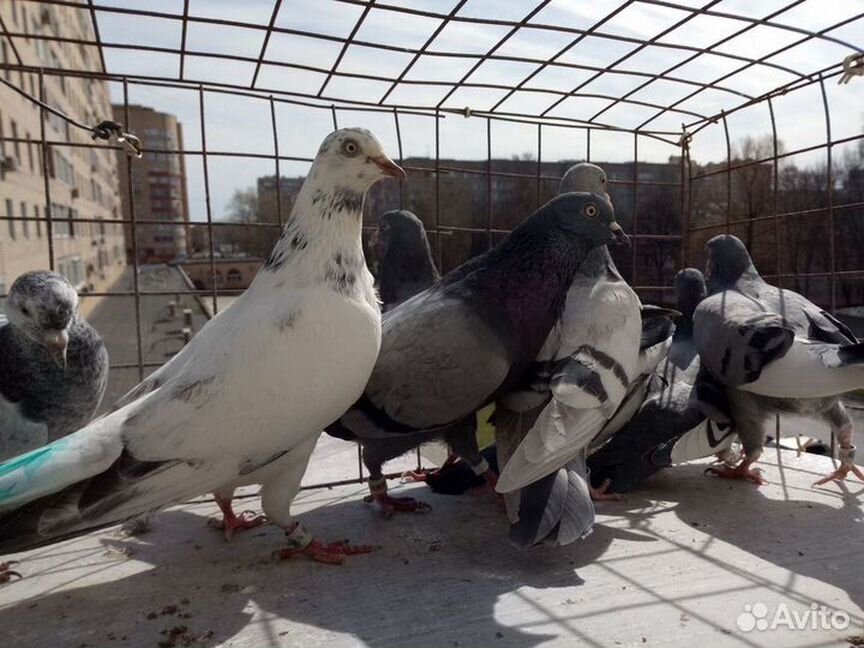 Голуби типплеры