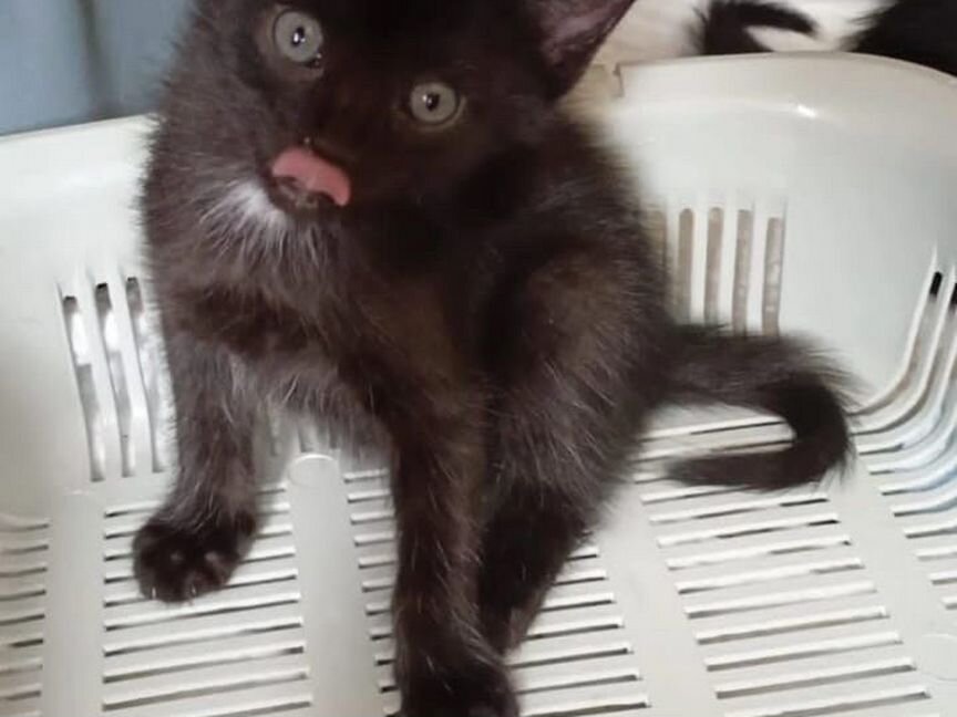 Котенок в добрые руки