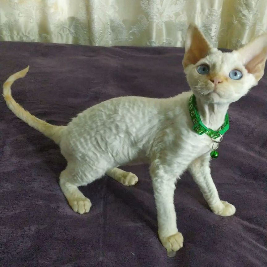 Девон-рекс. Котик