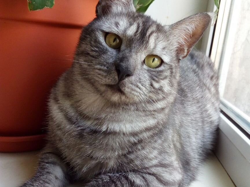 Красавчик кот ищет дом