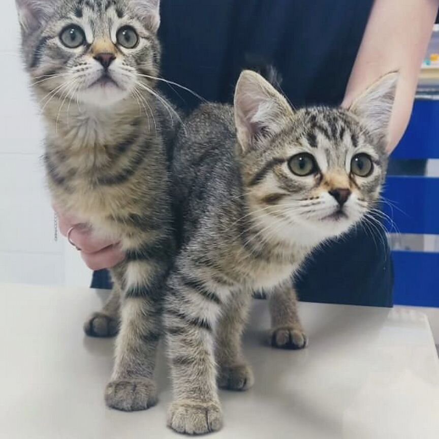 Котята полушотландцы
