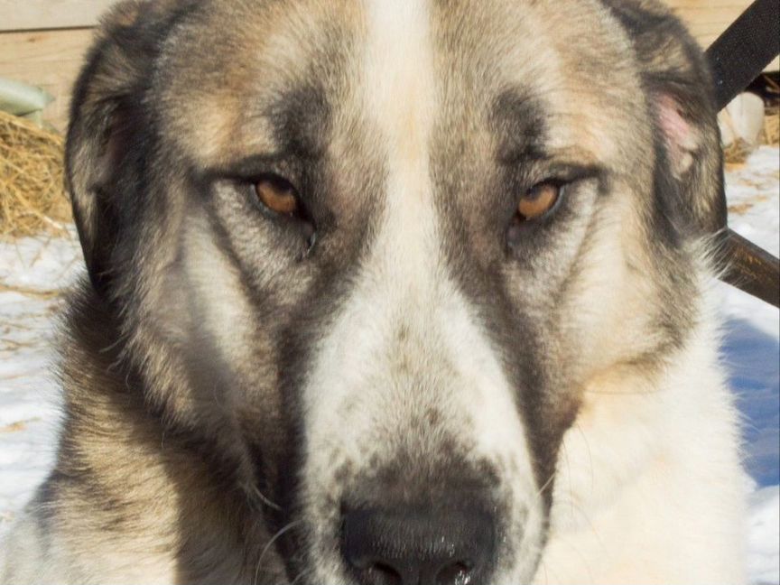 Большая добрая собака ищет дом в добрые руки