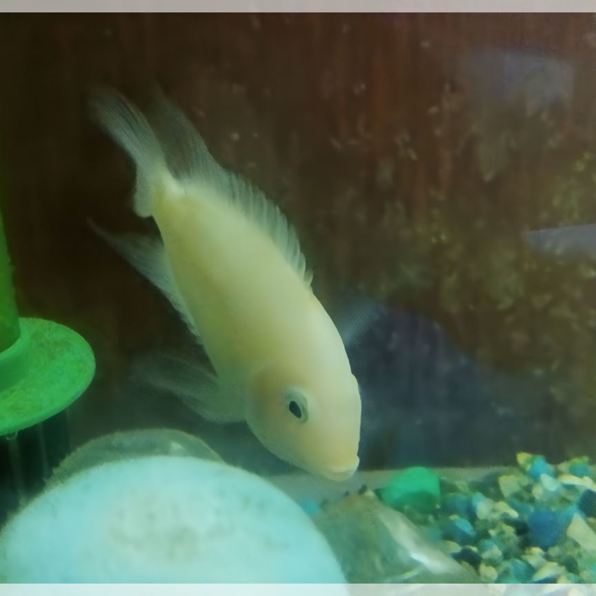 Цихлазома фламинго