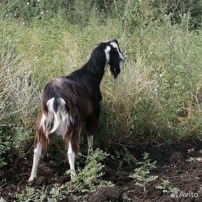 Козёл для покрытия