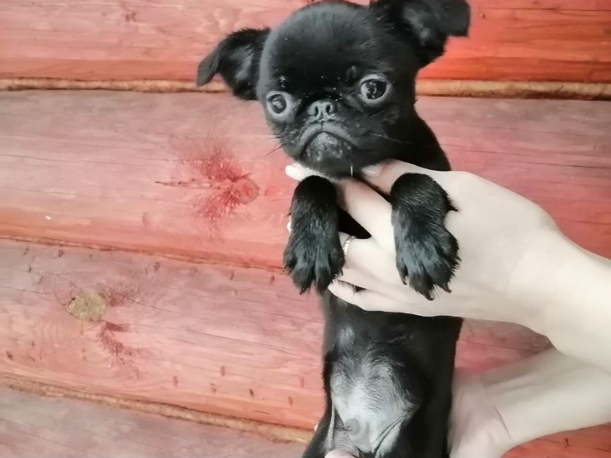 Пти брабансон мальчик