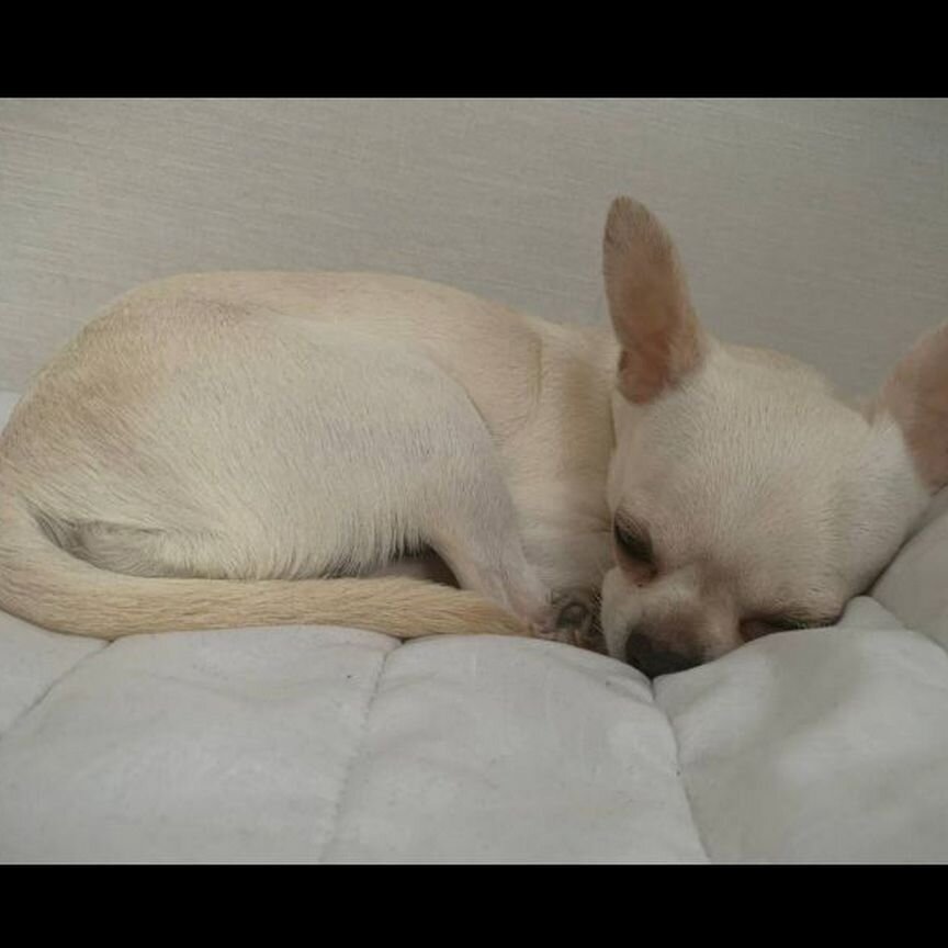 Чихуахуа, щенок