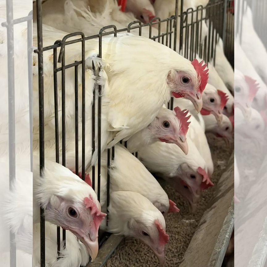 Куры Супер Ник