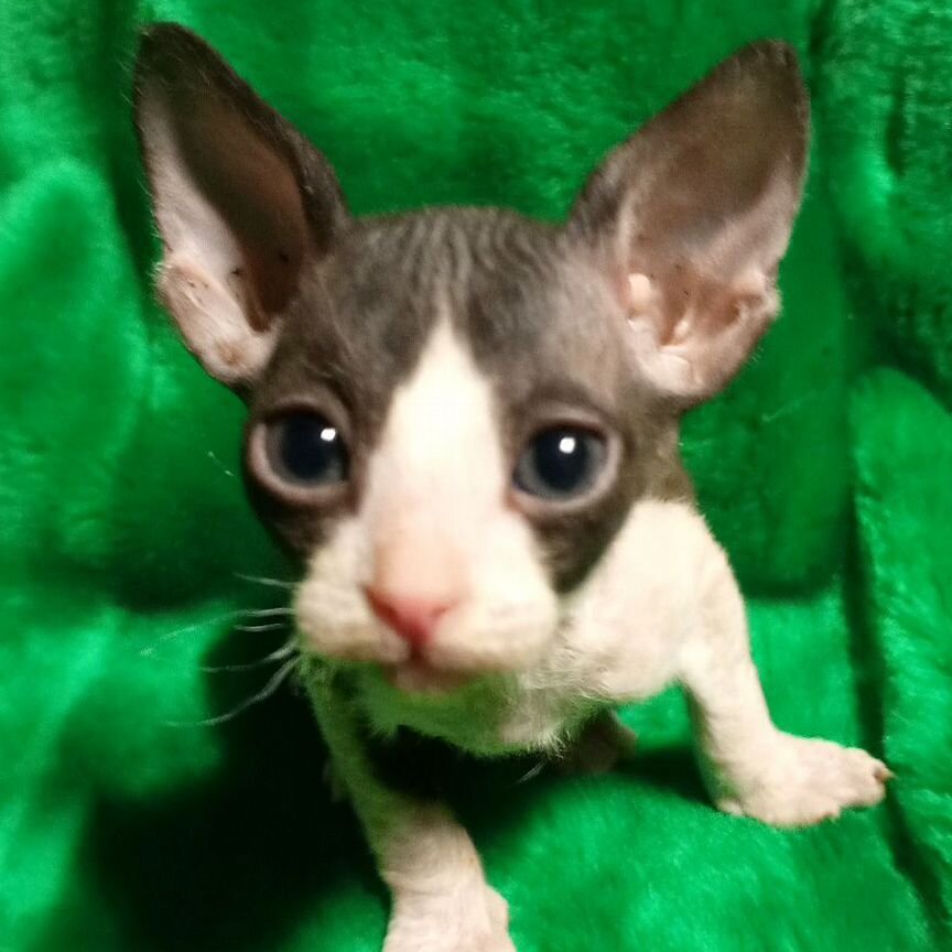 Донской сфинкс котята