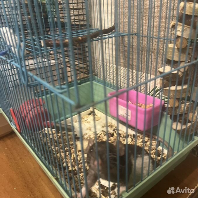 Декоративная девочка крыса