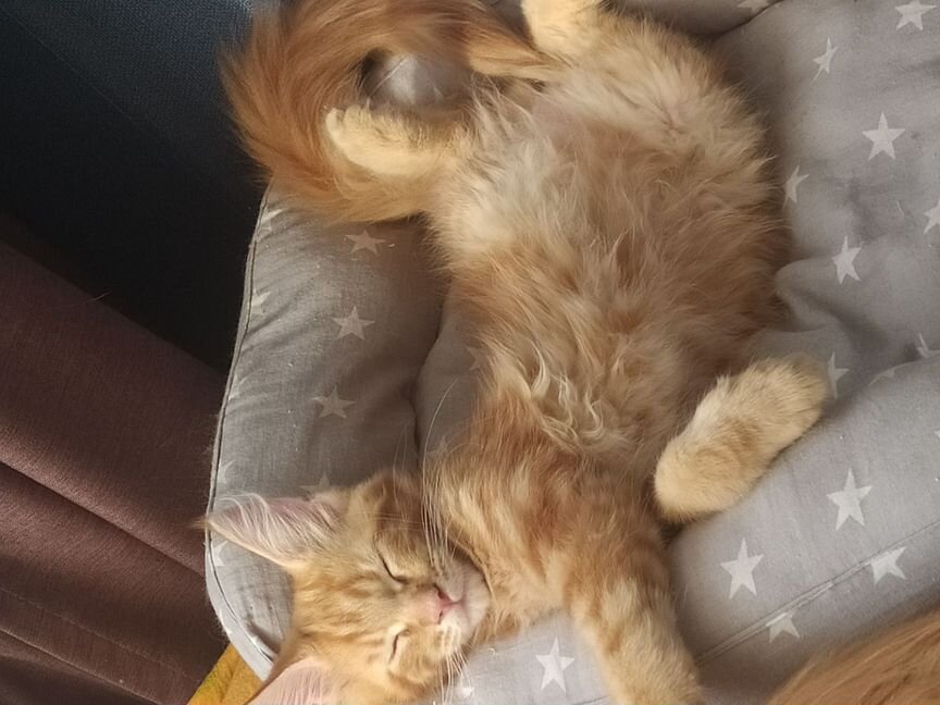 Котята мейн-кун рыжие