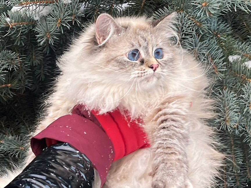 Невская маскарадная кошка в поисках дома