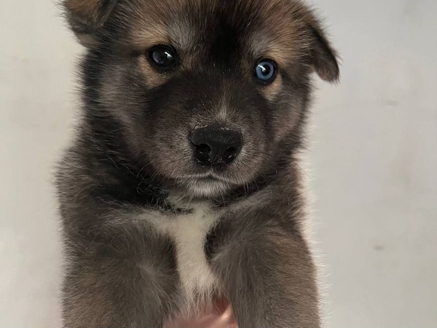 Шенки хаски и маламута бесплатно