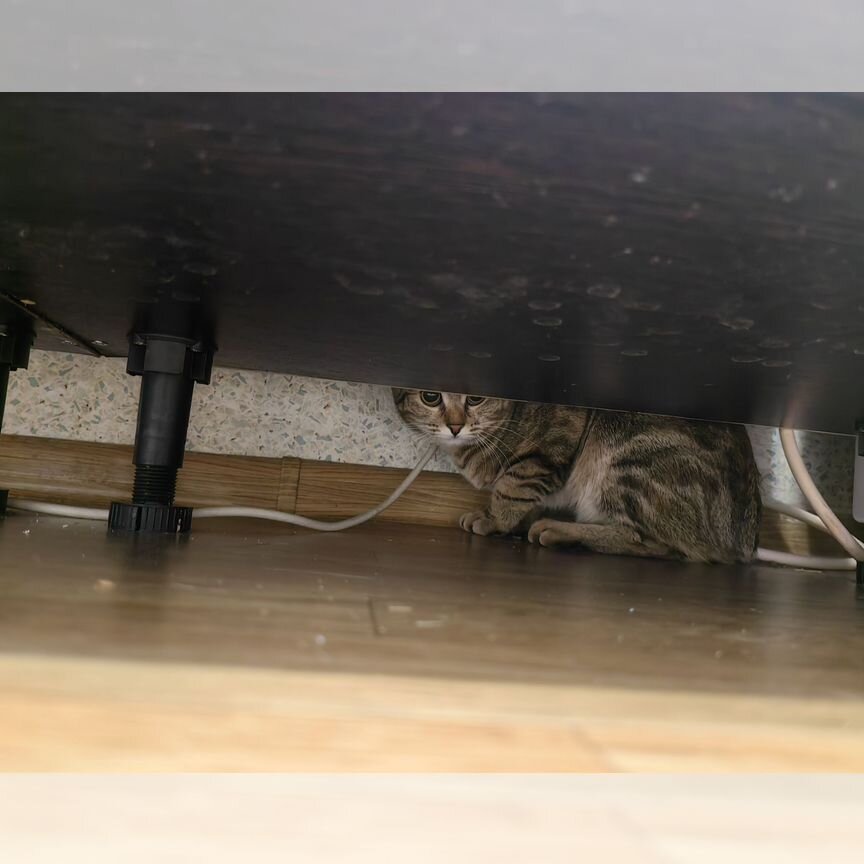 Курильский бобтейл в добрые руки