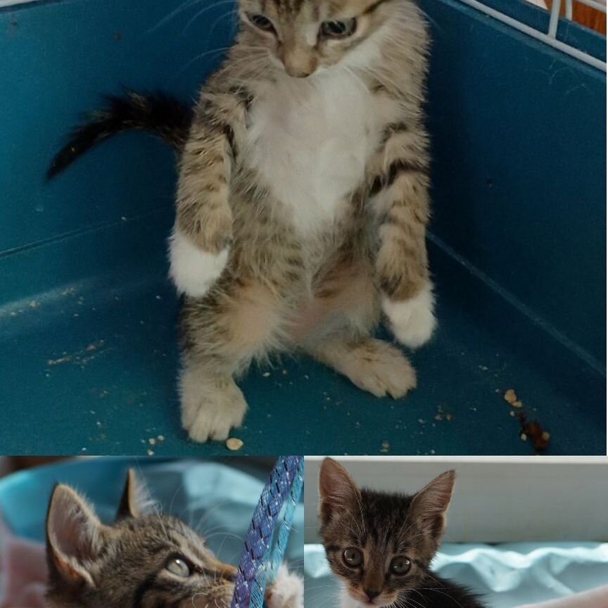 Котенок дюймовочка ищет дом