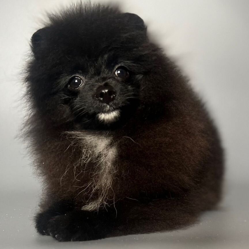 Померанский шпиц, щенок