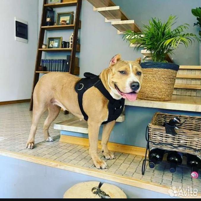 Американский булли xl