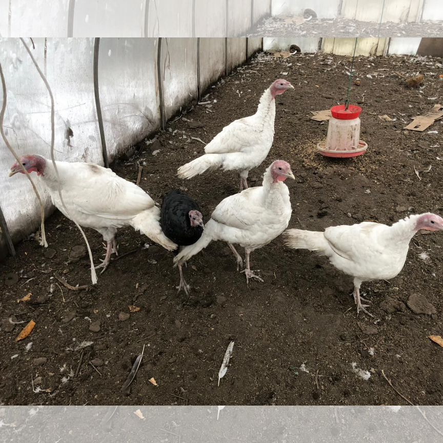 Индюки на племя