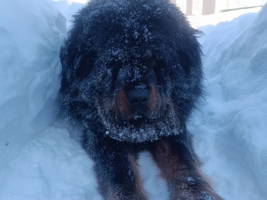 Тибетский мастиф в добрые руки